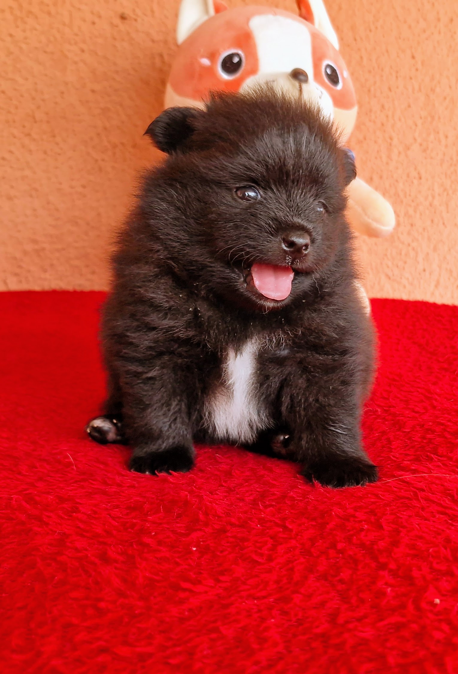 Spitz Alemão Anão (Lulu Da Pomerânia) – BLACK – Toda Linhagem de ANÕES ...